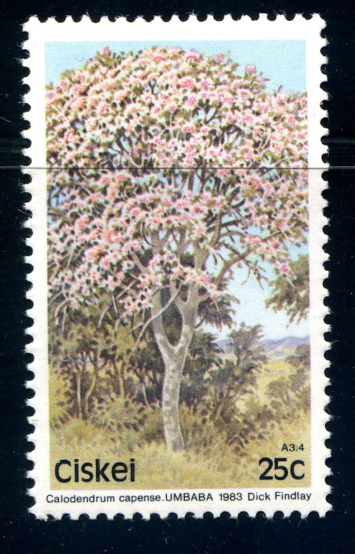 BIODIVERSIDAD FORESTAL: Biodiversidad Forestal (CISKEY)