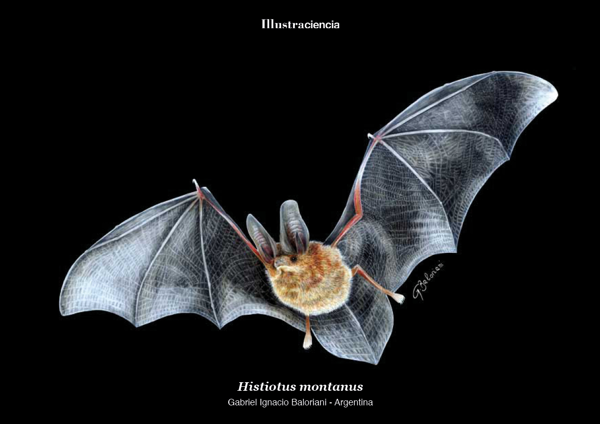Histiotus montanus - Gabriel Ignacio Baloriani