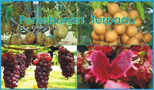 Lathif 999: Budidaya Talas dan Cara Menanam Talas