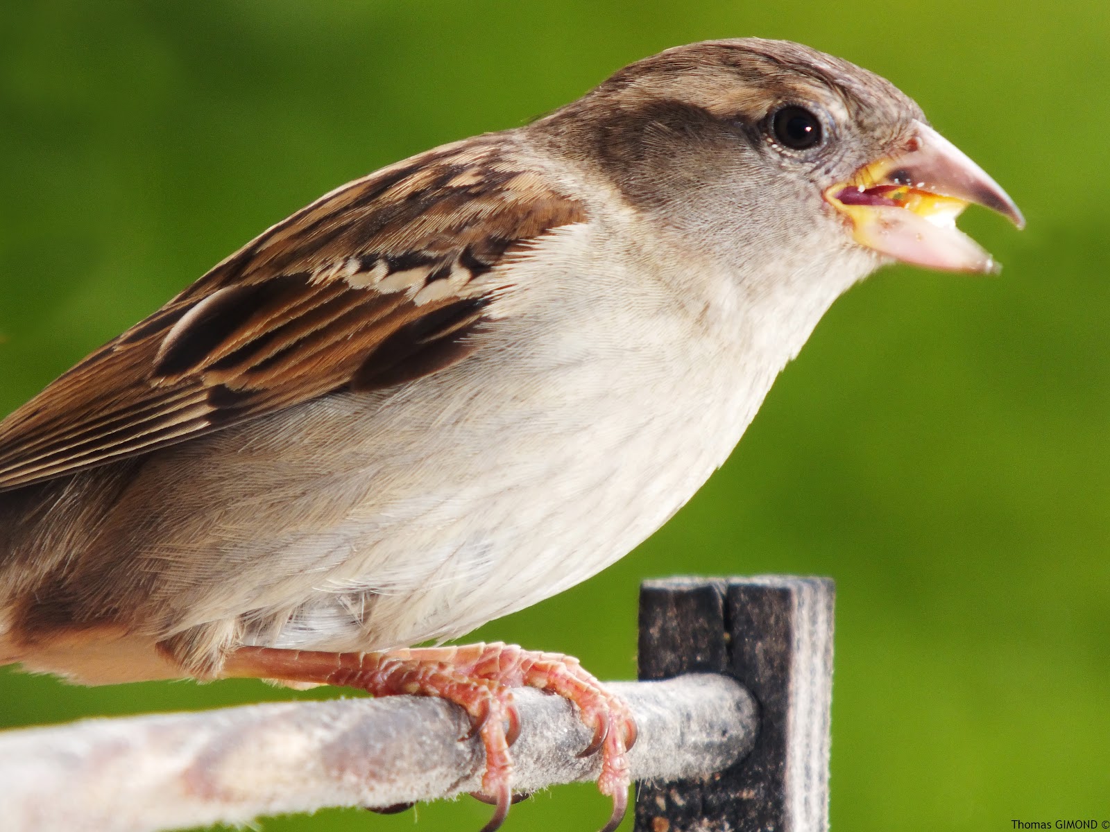 Thomas Gimond wildlife photography: Moineau domestique - Passer domesticus
