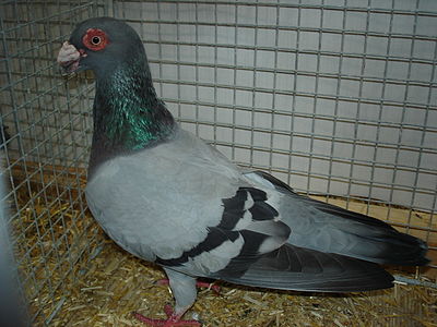English Barb Pigeon