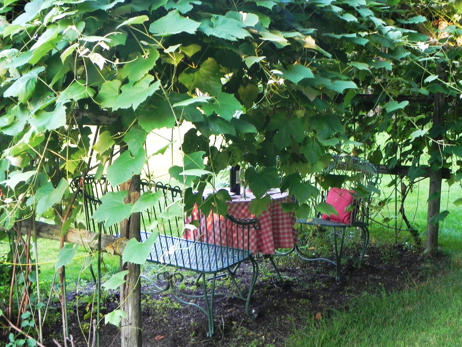 My Sister's Cottage: Our DIY Backyard Vineyard