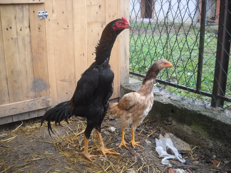Shamo Game Fowl Photos | Raja Asil