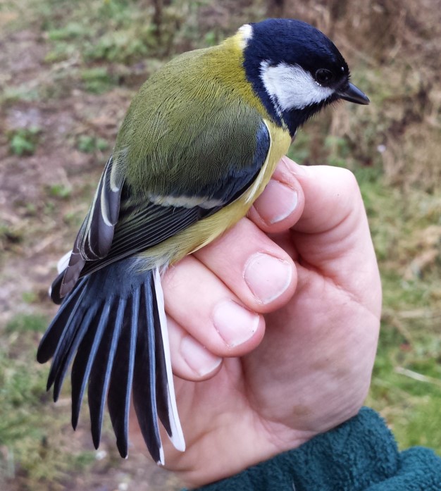 BTO Bird Ringing - 'Demog Blog': Ringing and recoveries roundup