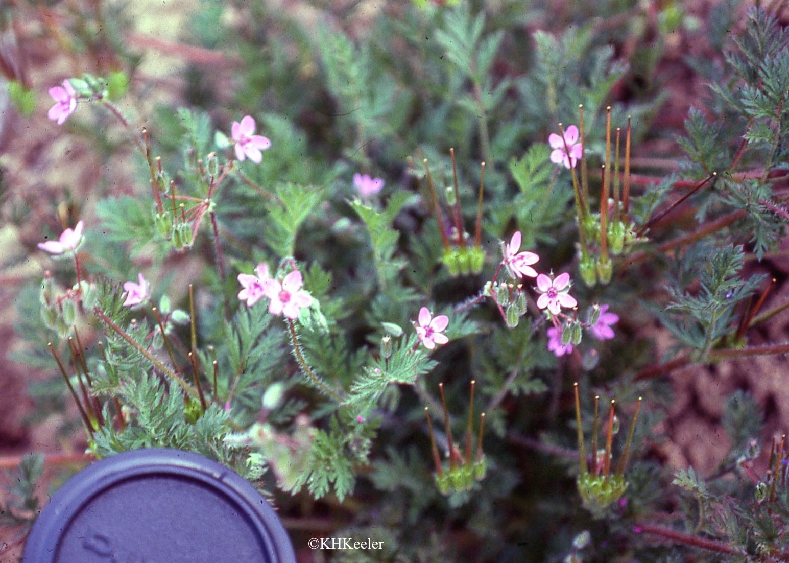 A Wandering Botanist: Plant Story--redstem stork's bill, Erodium ...