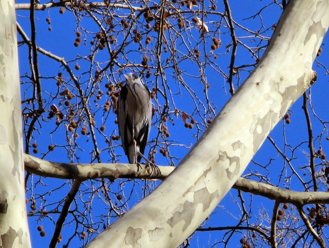 Santuario de aves: Martinete