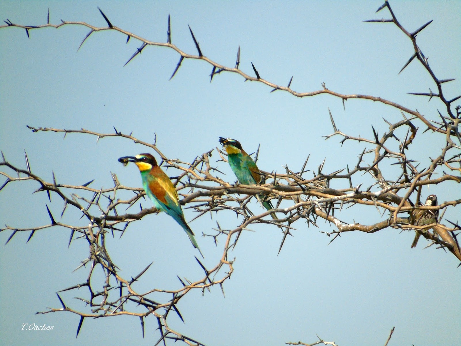 PASARI DIN ROMANIA: VRABIE NEGRICIOASA, Passer hispaniolensis