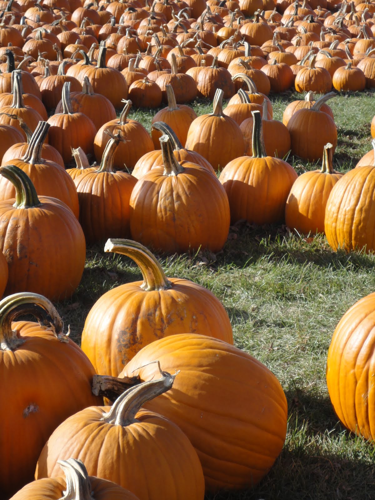 The Katherine Wheel: Pumpkin Patches and Corn Pits