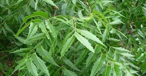 Neem Leaves An Effective Natural Treatment