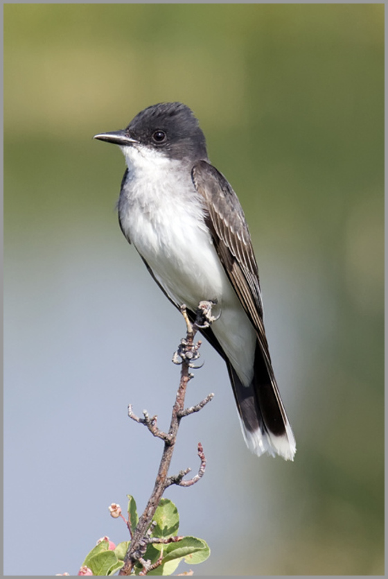 Reflections from Bon Bon Pond: New Residents!