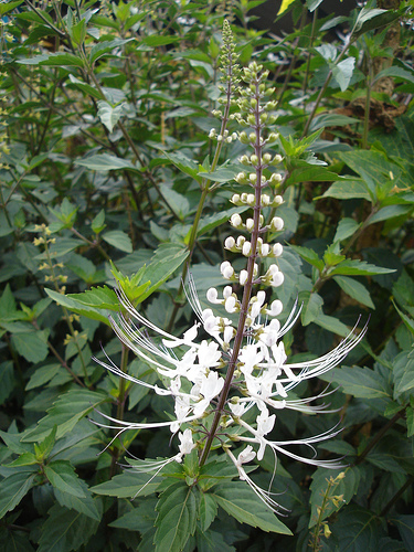 SUMBER ILHAM: KHASIAT POKOK MISAI KUCING