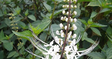 SUMBER ILHAM: KHASIAT POKOK MISAI KUCING