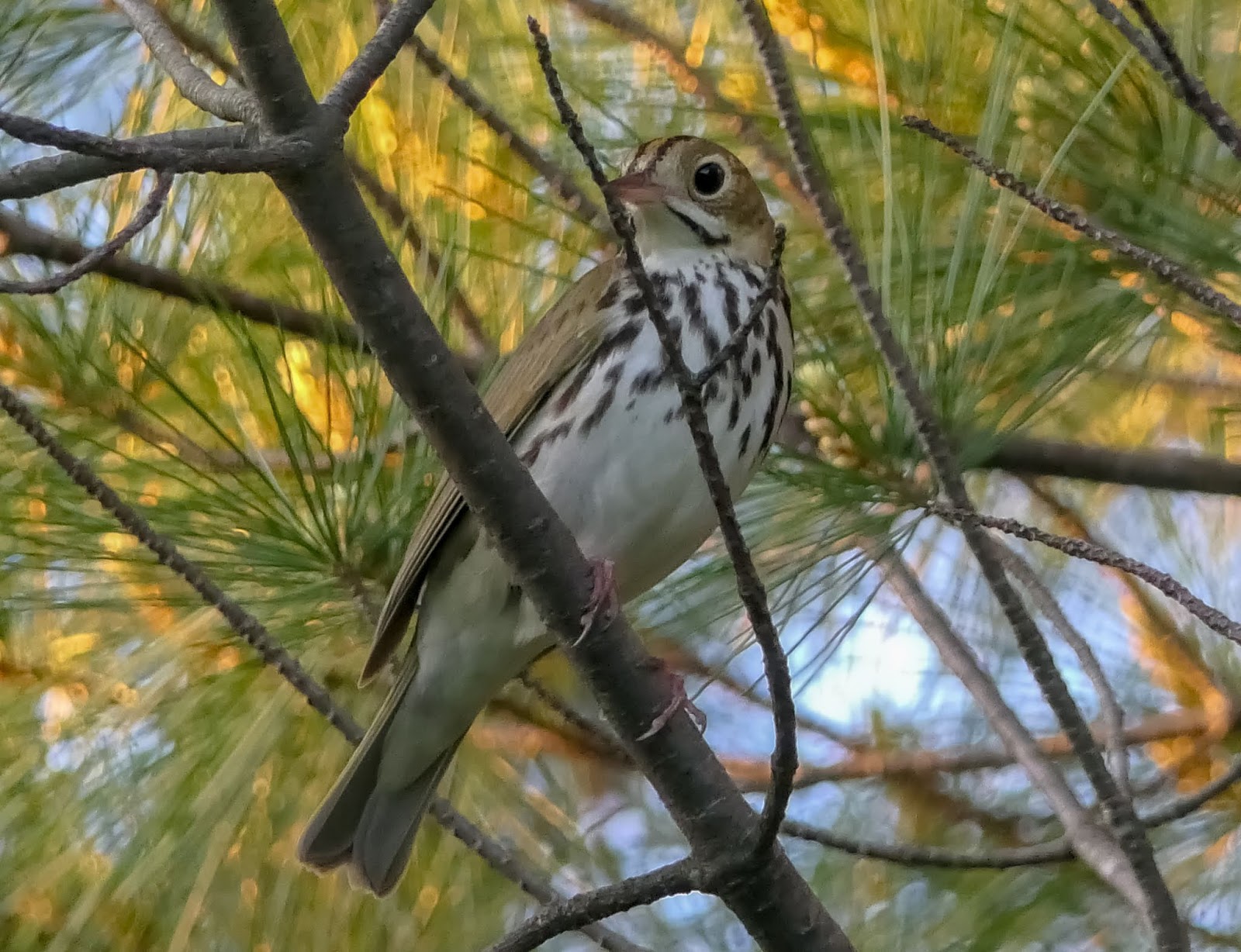 Gale's Photo and Birding Blog: Ovenbird Warbler