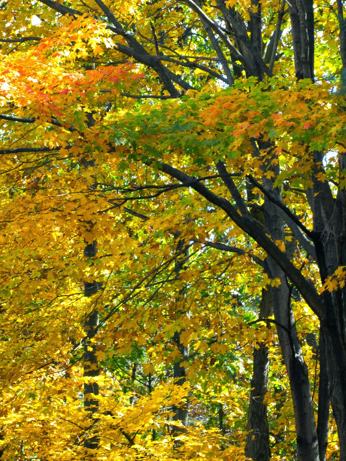 Curiouser and Curiouser: The Autumn Colors of Oxford