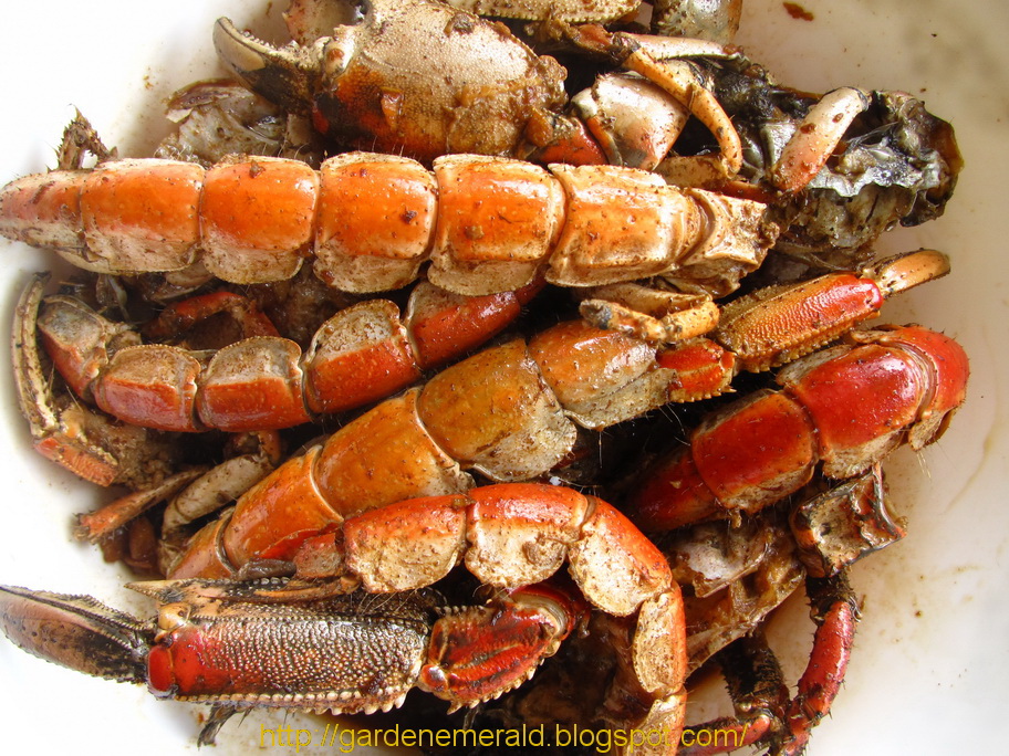 Emerald Garden: Mud or Sand Prawn Dish