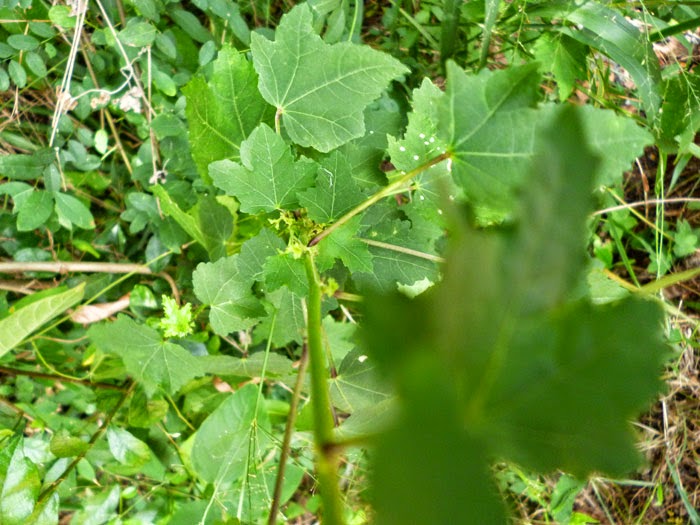 Musk Mallow - Kapukinissa | SL Flora