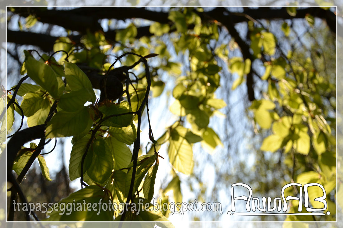 FOTOGRAFIE - INSIEME SENZA UN PERCHÈ