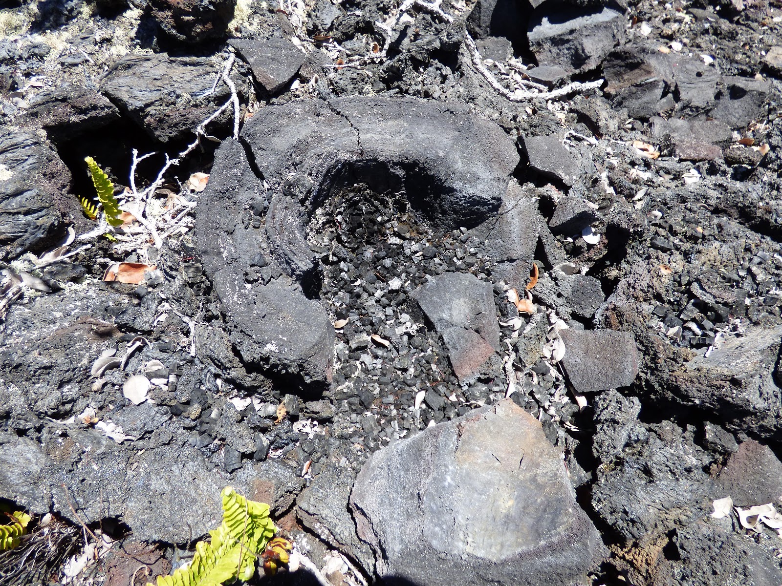 Geotripper: Volcanoes in Hawai'i: Rock Finds a Way (to destroy life)