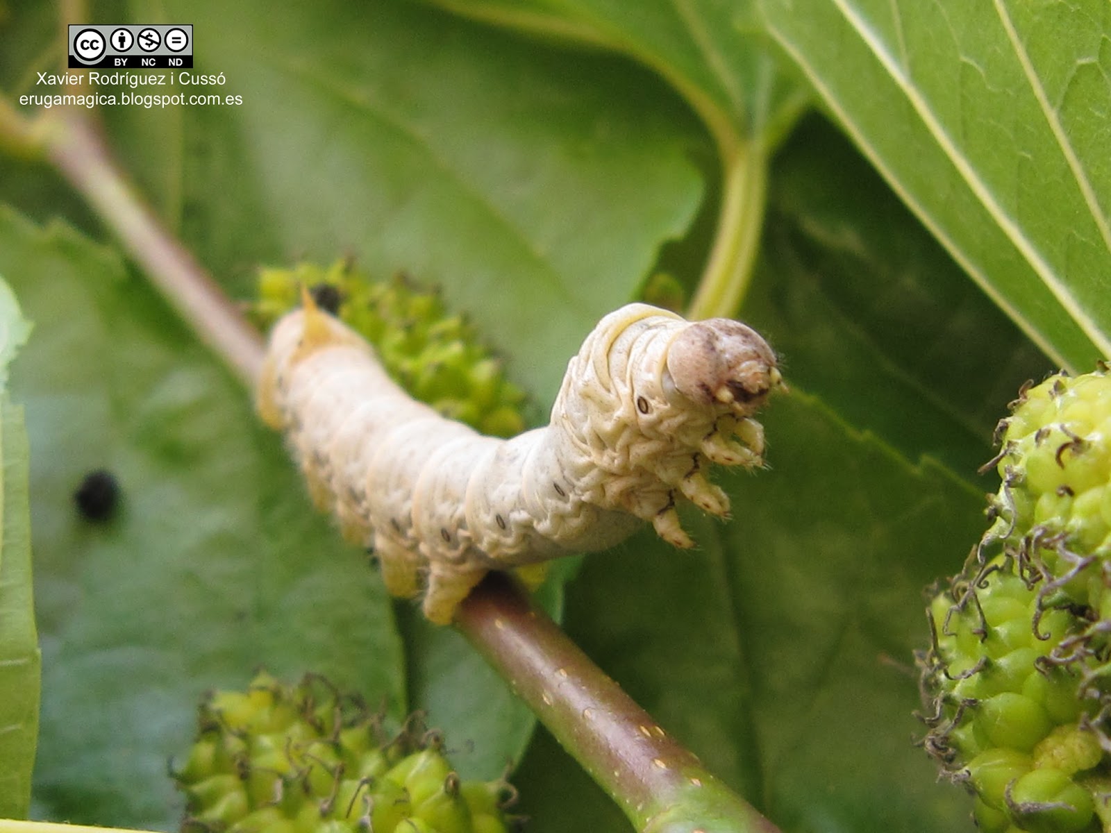 L'eruga màgica: Galeria d'imatges : Groga espanyola nº 1