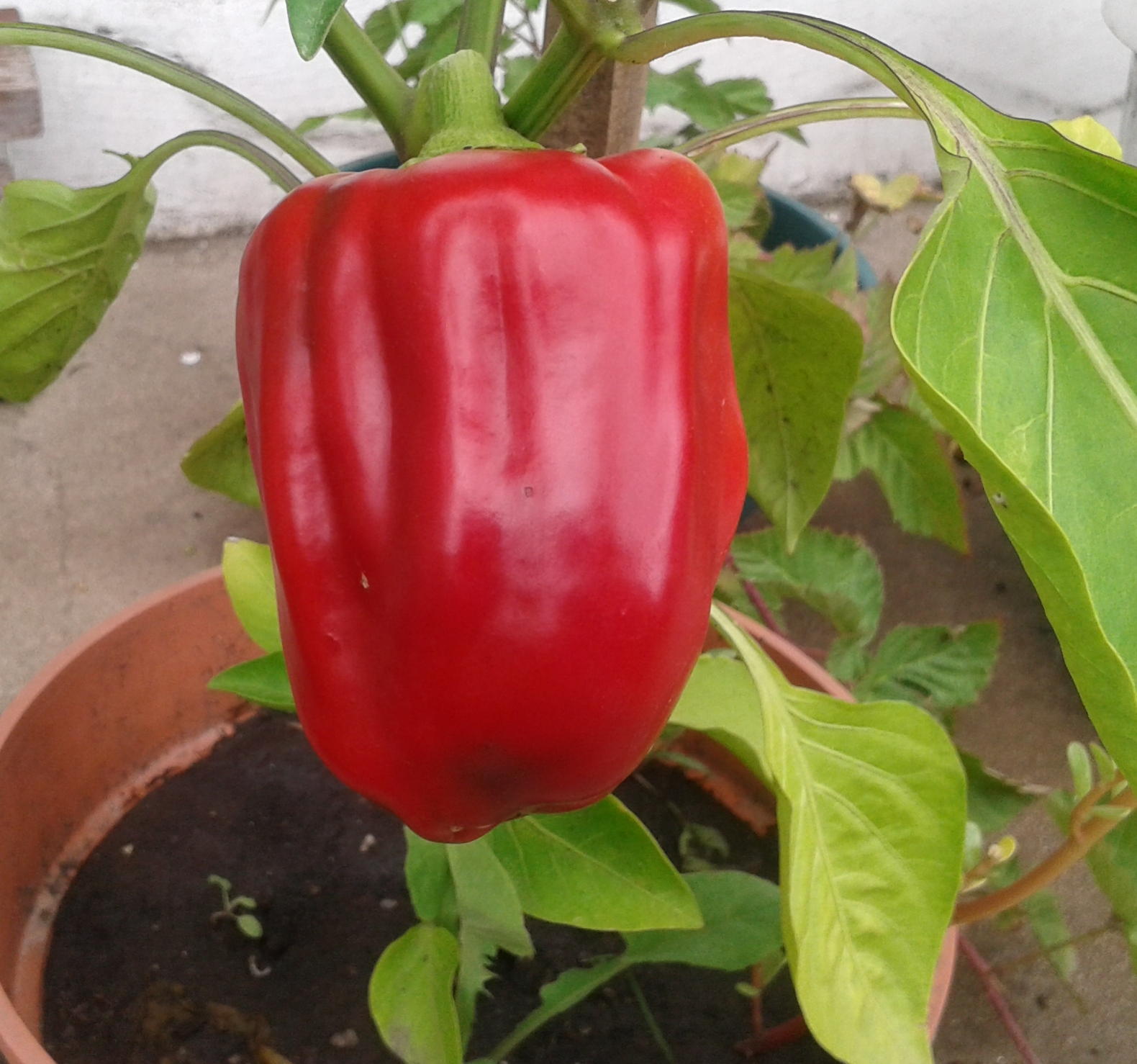 Conjunción de Alegrías y Sabores: Ajíes morrones rojo rellenos