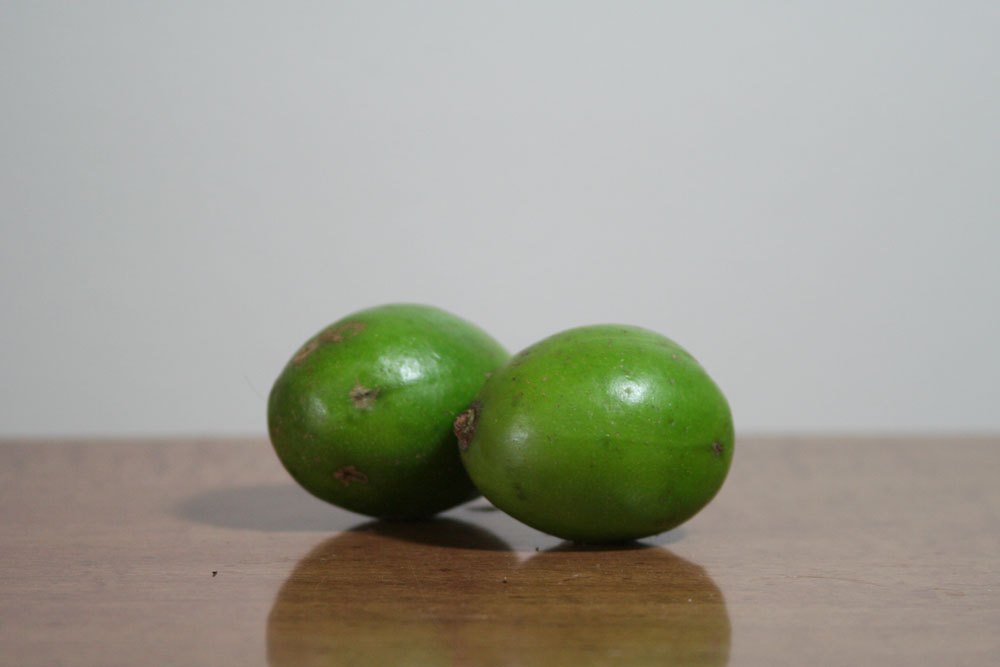 The Rainforest Garden: It Came From the Flea Market!