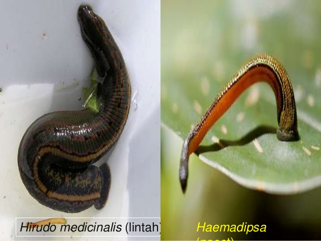 GEOGRAFI LINGKUNGAN: May 2016