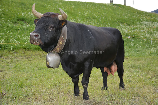 Inspiration Eringerkuh: 2017