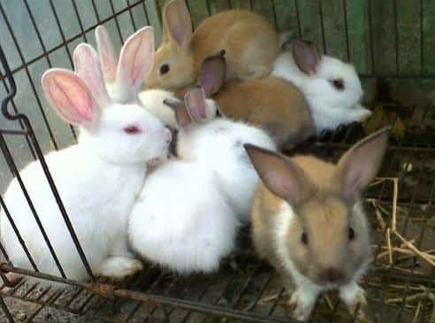 Kelinci Hias Lampung: JENIS JENIS KELINCI PALING POPULER DI INDONESIA