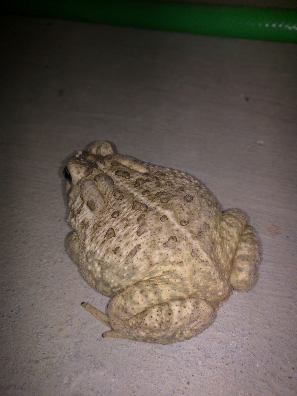 Katnip Lounge: Toadally Tuesday