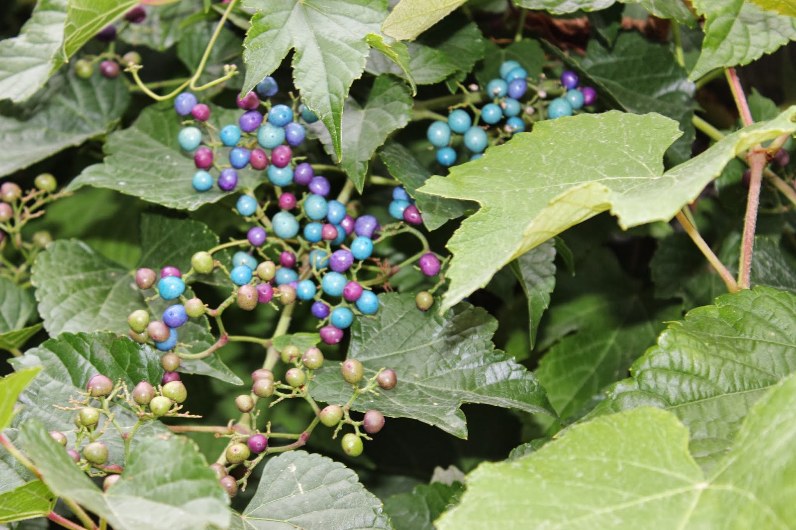 Vigne vierge (Parthenocissus tricuspidata)