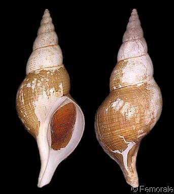 Variety of Life: Colini