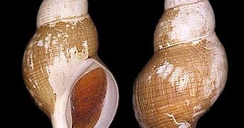 Variety of Life: Colini