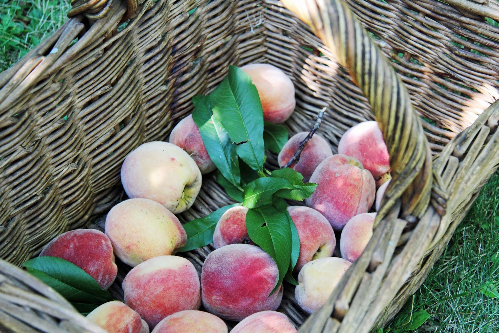 In the Fields : Wild Peaches