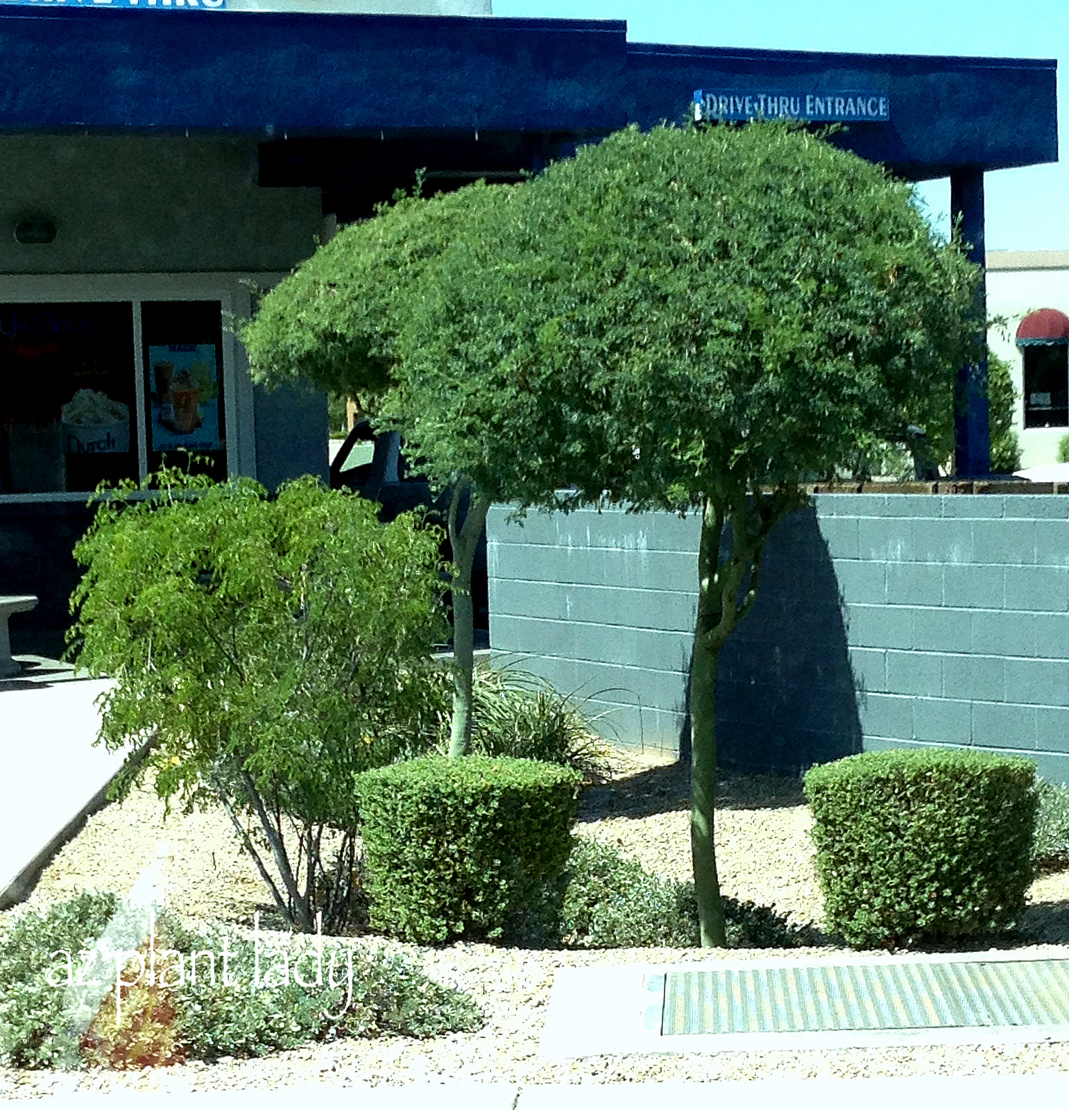 Palo Brea Archives - Ramblings from a Desert Garden