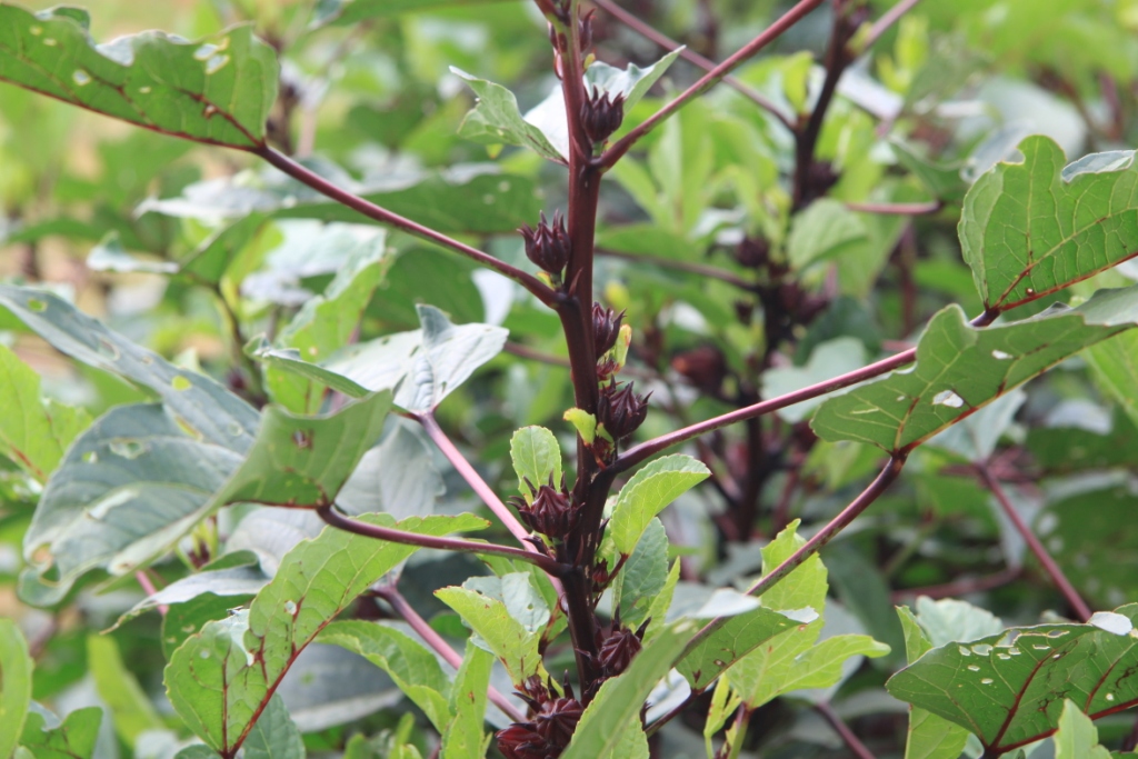My little vegetable garden: roselle after two months here.