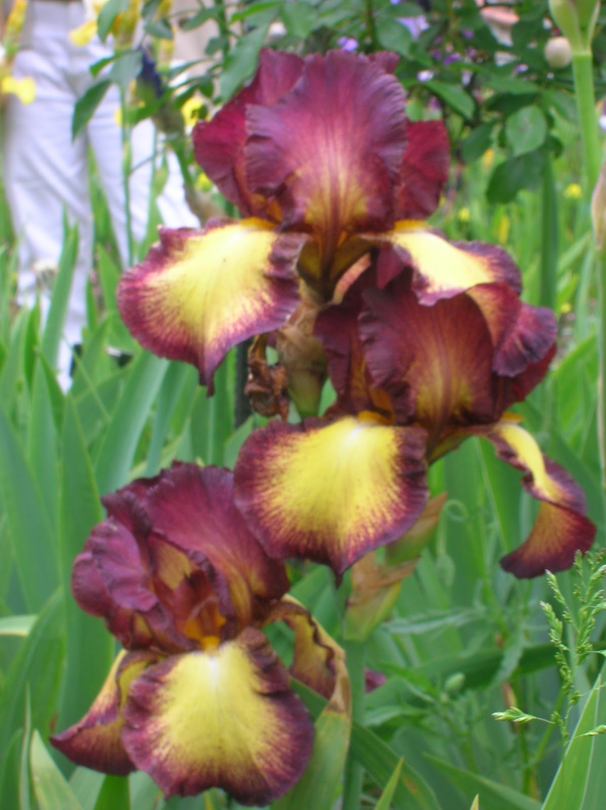Gardening Airy Fairies: La collection d'iris du Jardin des Plantes à Paris