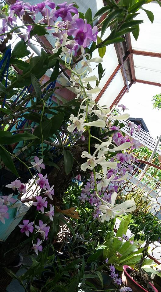 JUPRIYANTO Kuala Kapuas Kalteng: DENDROBIUM CAPUNG MASKOT DI PONDOKKU