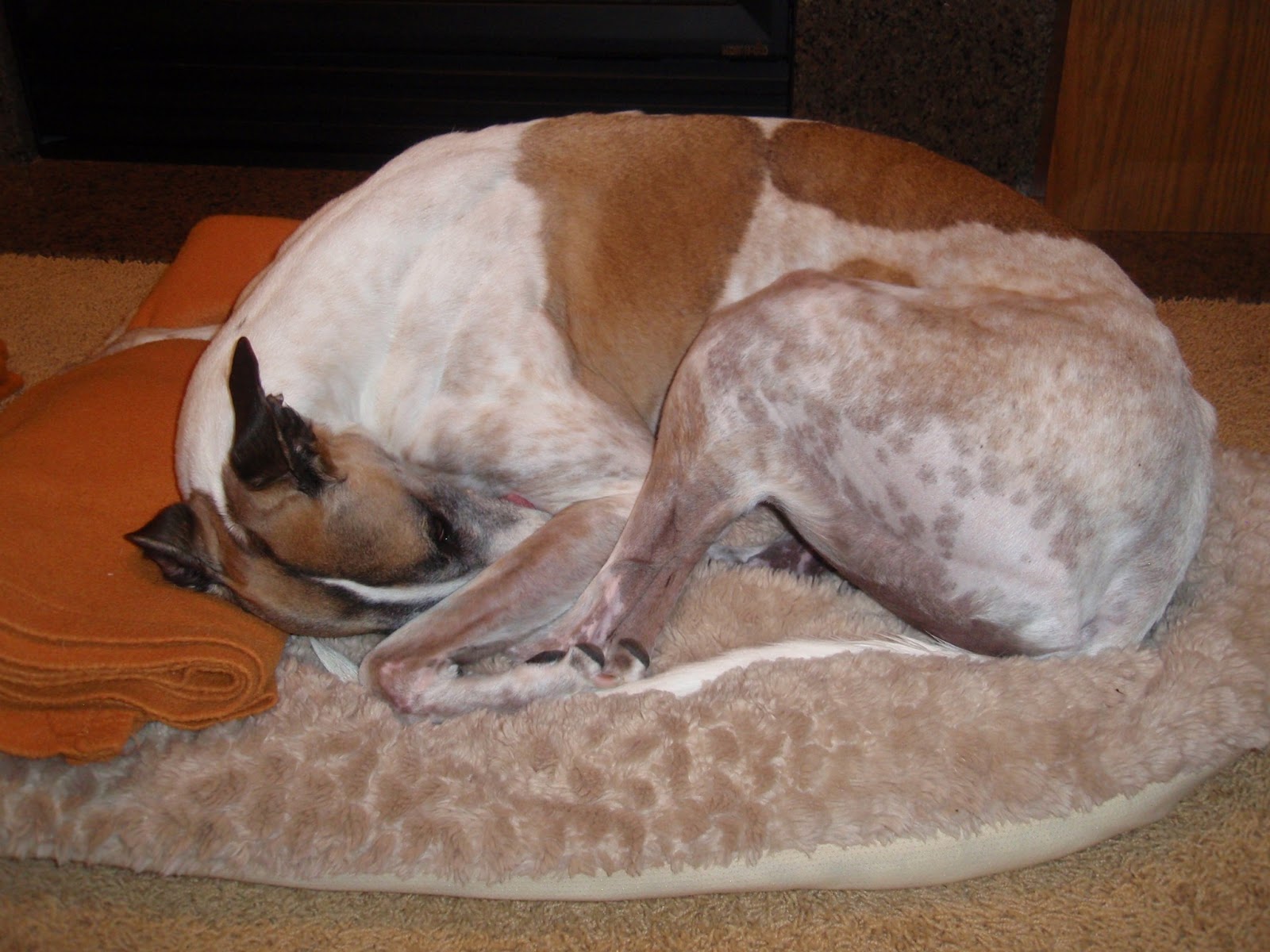 Northern Lights Greyhound Adoption Dog Blog: NLGA Photo Roundup ...