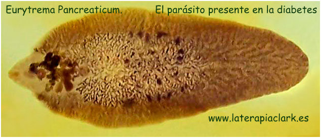 La Terapia Clark: LA DIABETES.Tratamiento natural según la Doctora Clark
