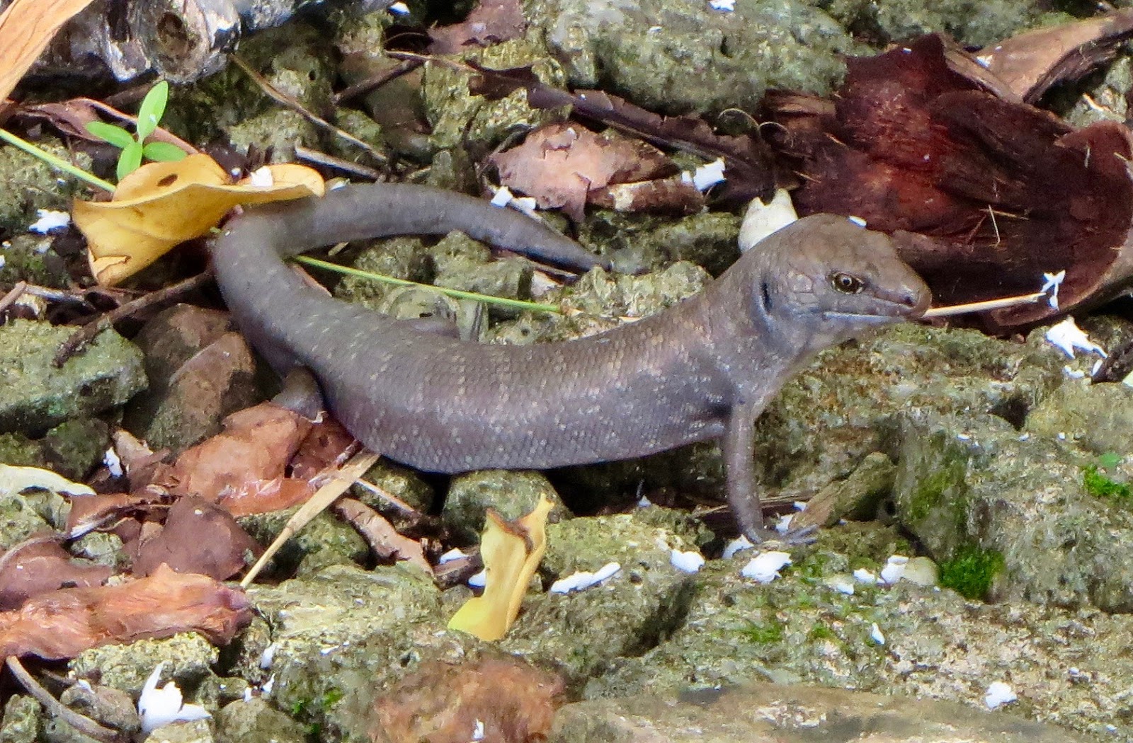 Across the Pacific with the Tropical Research Initiative: Day 11 • 6 ...