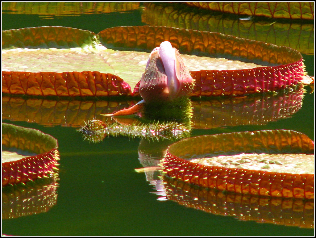 Victoria Amazonica | staro-novo