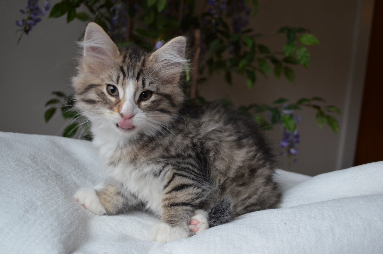 Killix Norske Skovkatte - Killix NFO breed in Denmark: Killinger 11 ...