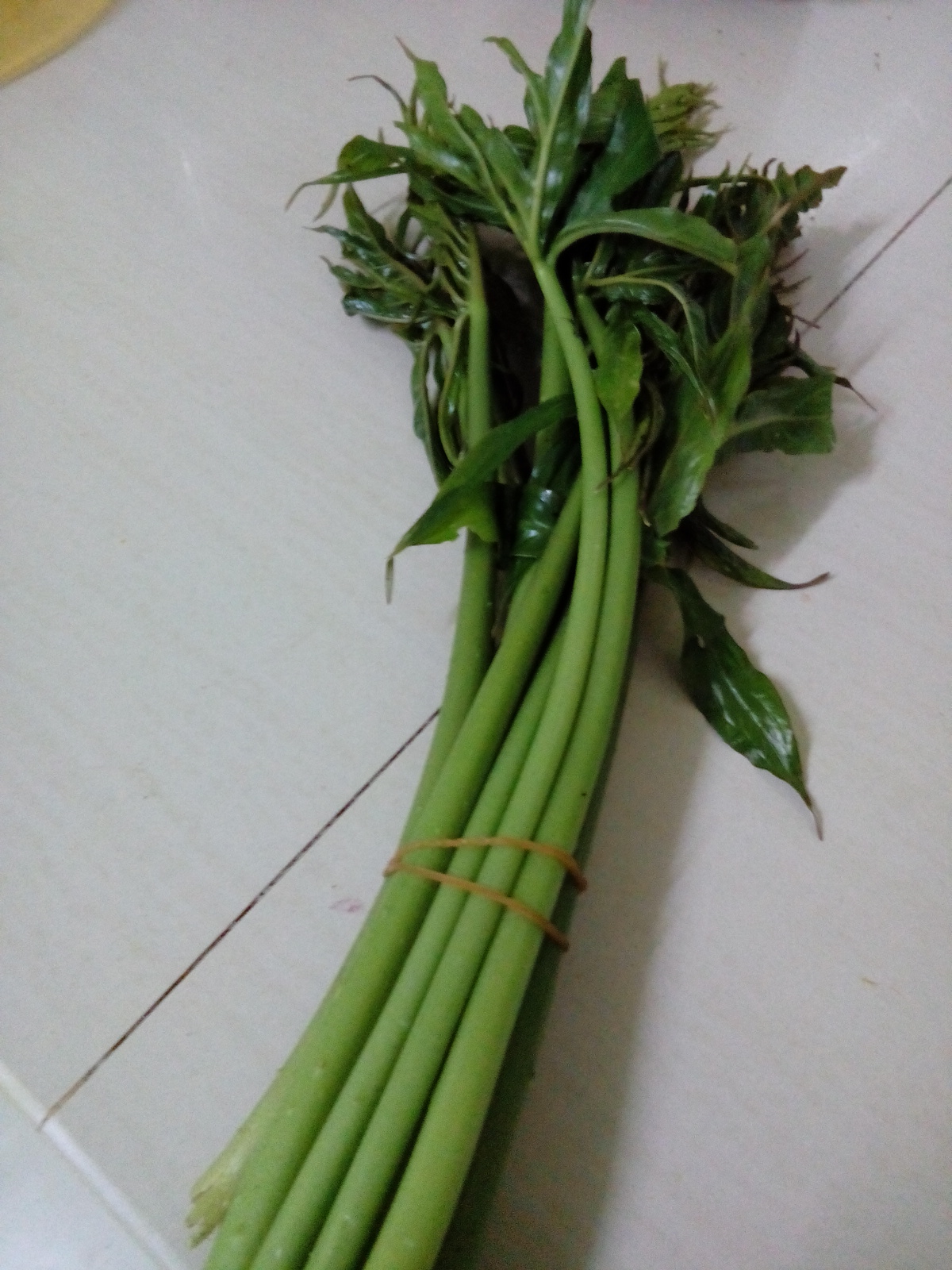 pokok herba,bunga, ulaman dan segala jenis tumbuhan: Pucuk daun geli geli