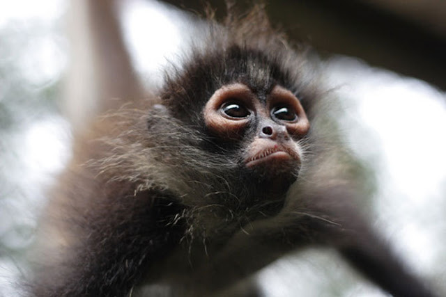 Cute Monkeys - Cool Stories and Photos