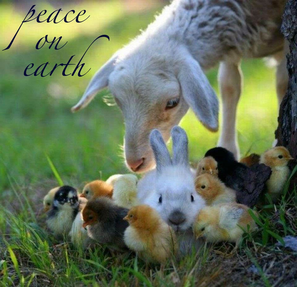 peng peng's place: peace on earth