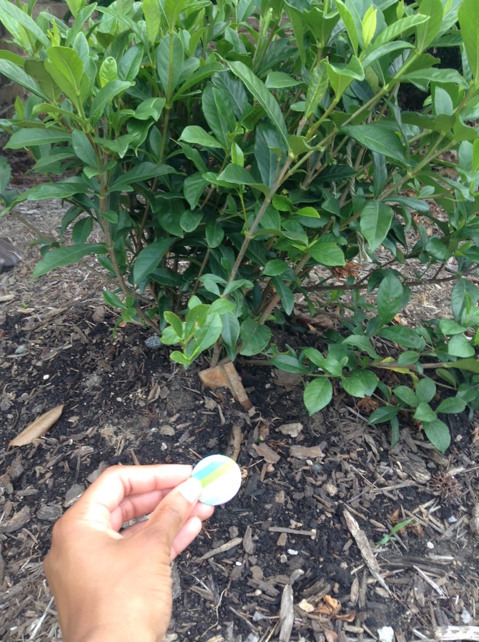 Biology Collection Photo Blog: Autotroph