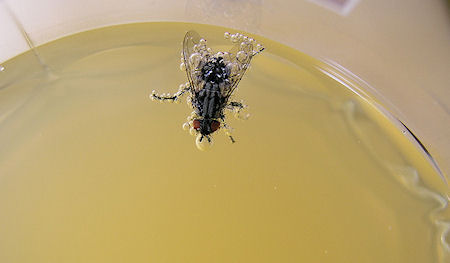 The Presurfer: Why Do Flies Like Beer?