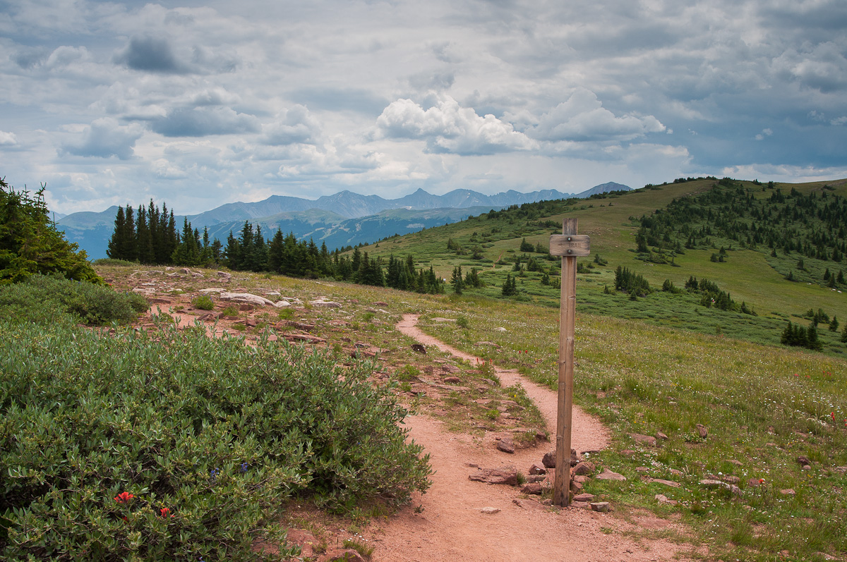 A Tree Falling: Shrine Mountain Trail