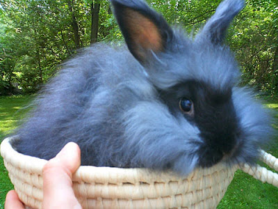 - Diet and wool block