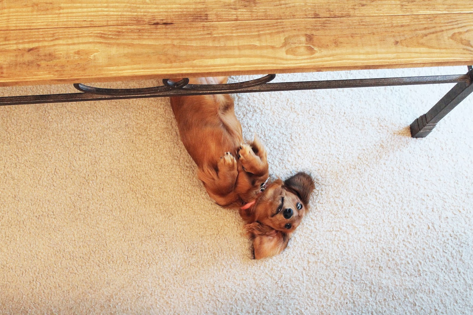 The Ink & Anchor: DIY Virginia Silhouette Wood Table